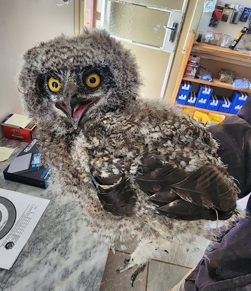 'Bad landing has owlet in a splint' FreeMe Wildlife - HowickVillage.co.za