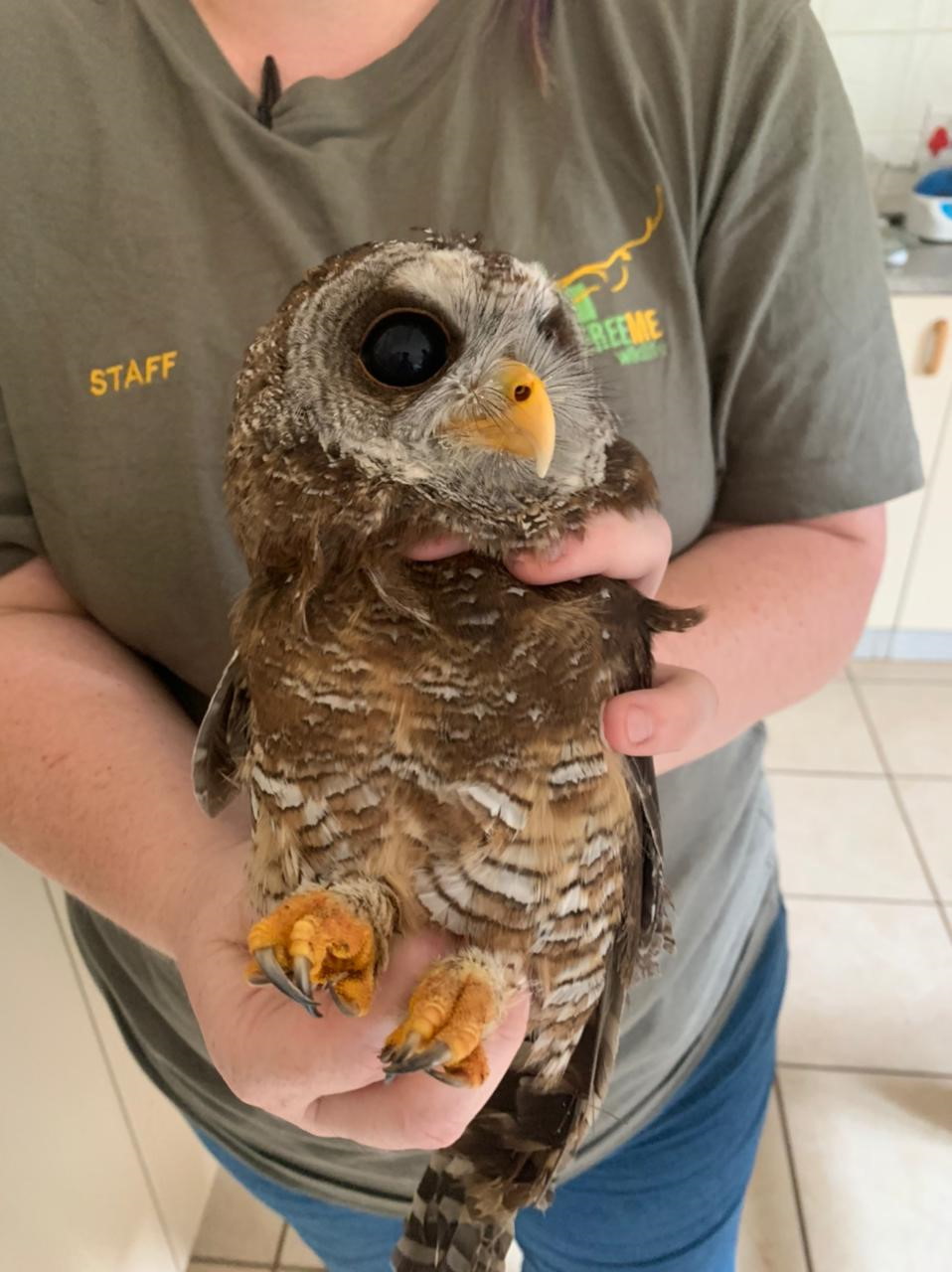 A Wood Owl's story - FreeMe Wildlife - HowickVillage.co.za